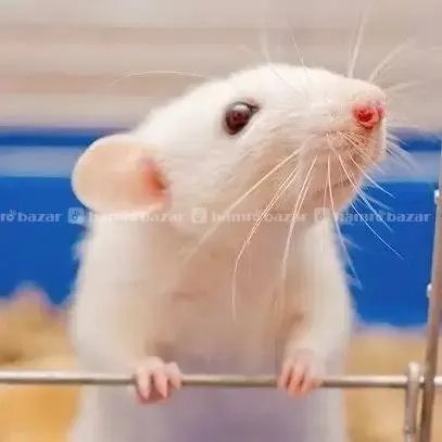 white mouse