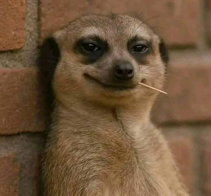 RingkeCamo X Flash Original case For Iphone 16 Pro for Rs.1500 - Hamrobazar